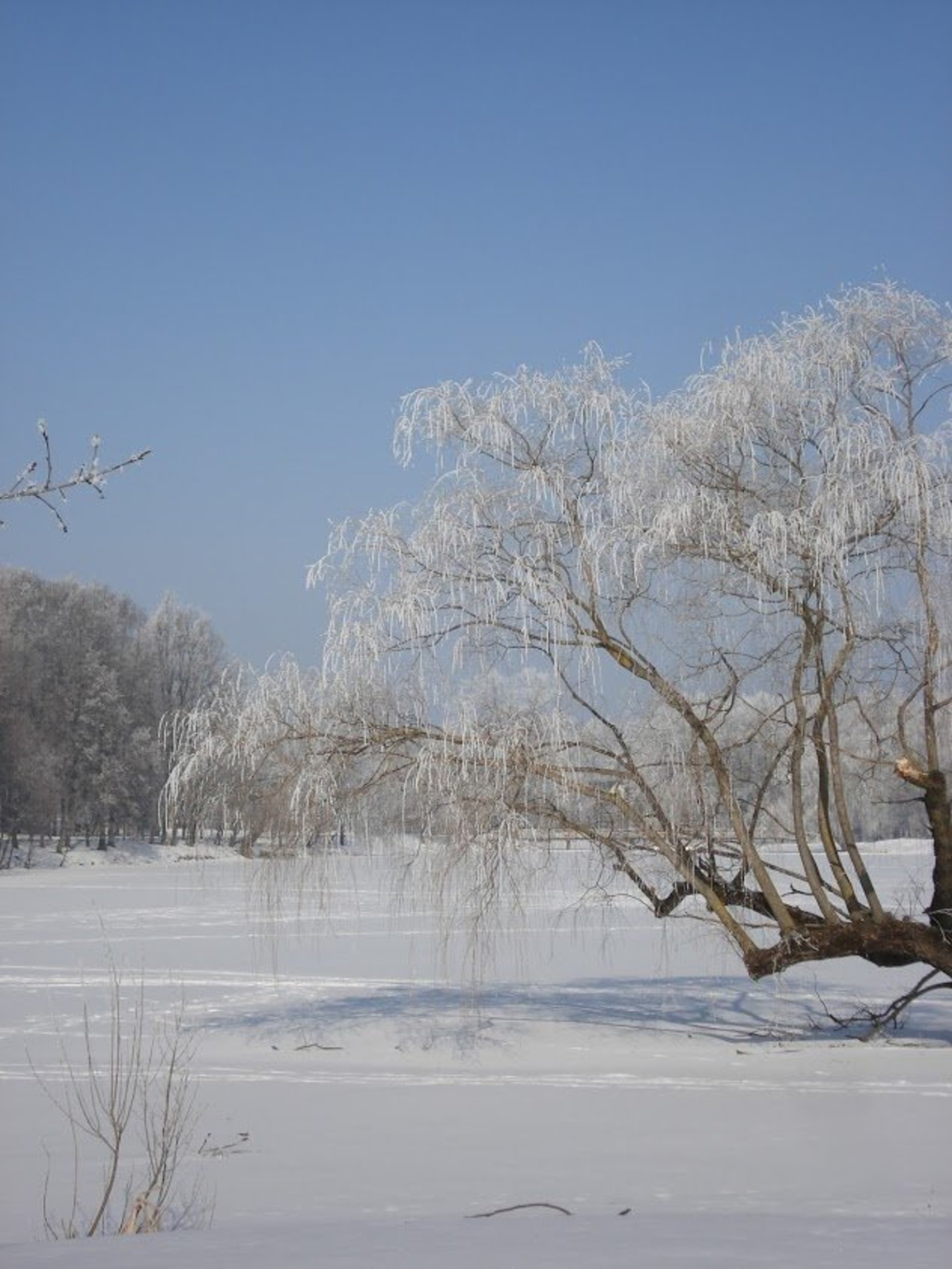 Gido diena Šakiuose: apie Lietuvos himną, Vincą Kudirką, Juozą Lingį ir ...